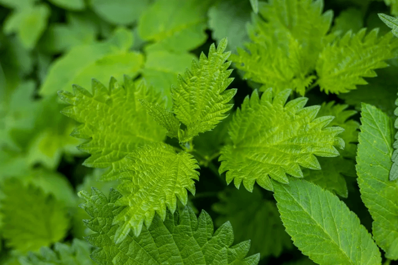 Prirodni saveznik zdravlja: ove tri biljke jačaju imunitet i obnavljaju ...